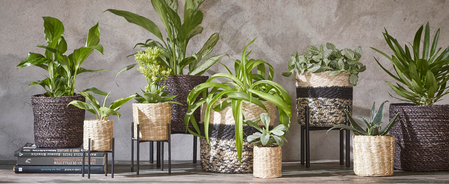 Sitemapcdatahttpsmodeinf Inetcombonsai D Interieur Jardiland